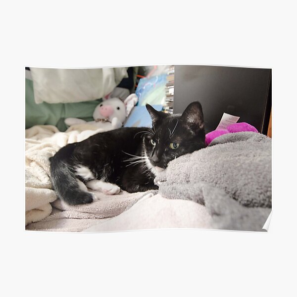 "Tuxedo Cat" Poster by Cranemann | Redbubble