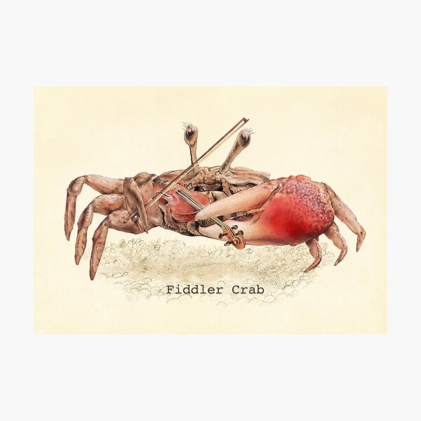 Crab Fiddler Gifts & Merchandise | Redbubble