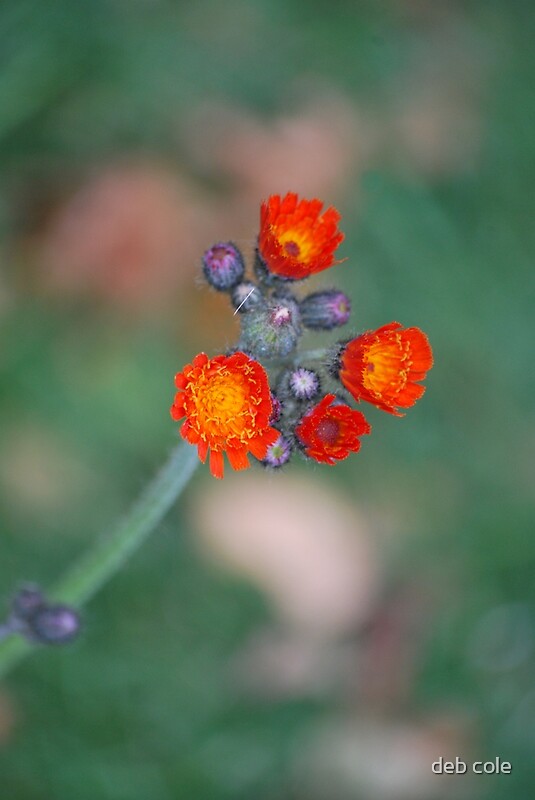 "Devil's Paintbrush" by deb cole | Redbubble