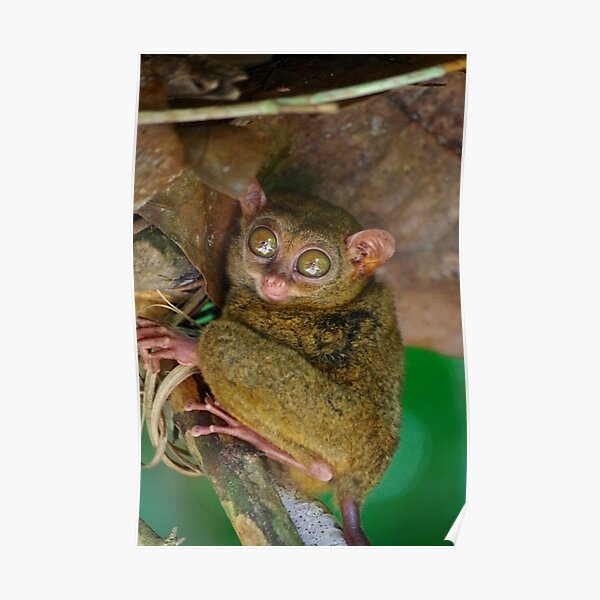 "The Philippine Tarsier" Poster for Sale by robigeehk | Redbubble