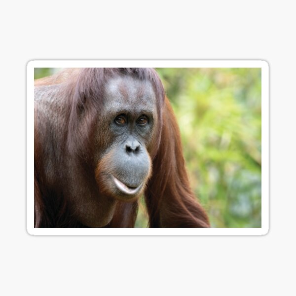"Pongo pygmaeus" Sticker for Sale by Mythos57 | Redbubble