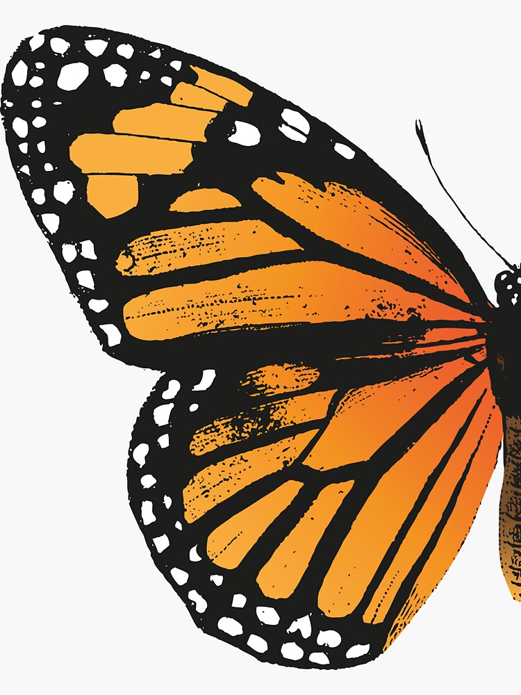 "Monarch Butterfly | Left Wing | Vintage Butterflies | Butterfly Wings ...