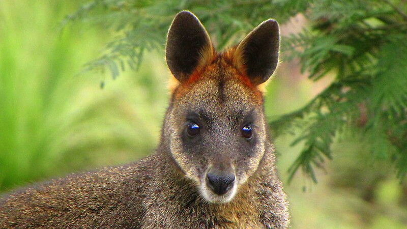 "Julia - an Australian redhead wallaby" by Pauline Andrews | Redbubble
