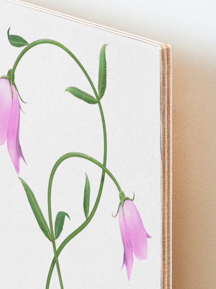 "Nordic Wildflower Linnea Twinflower Pretty Pink Flowers floral ...