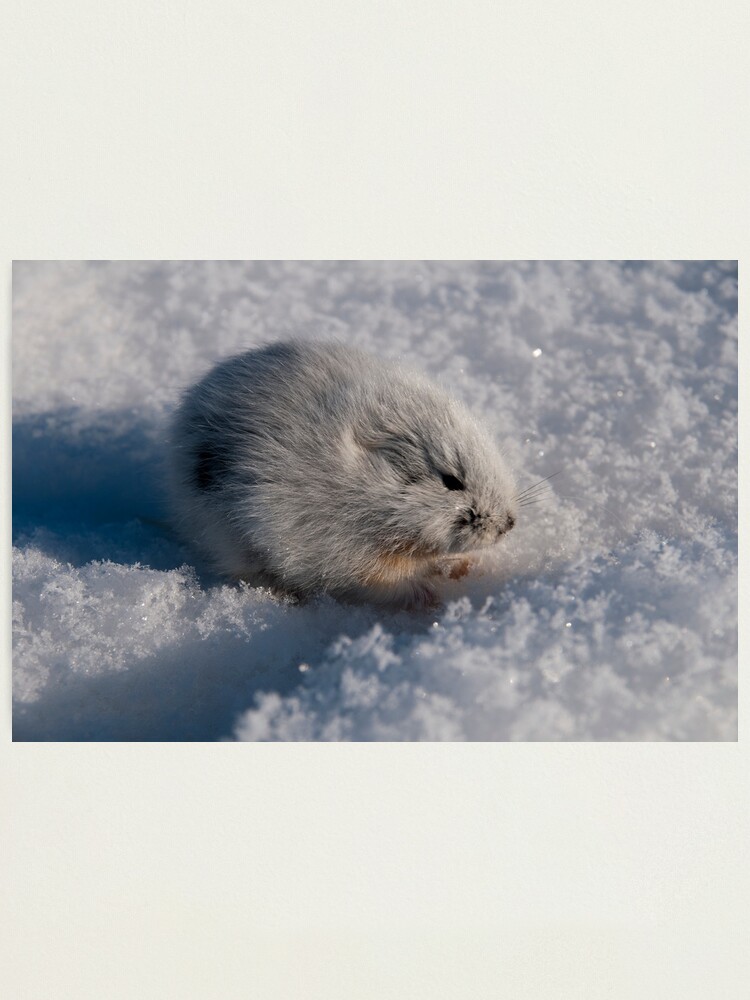 "An Arctic Lemming in the Spring" Photographic Print by atlasthetitan ...