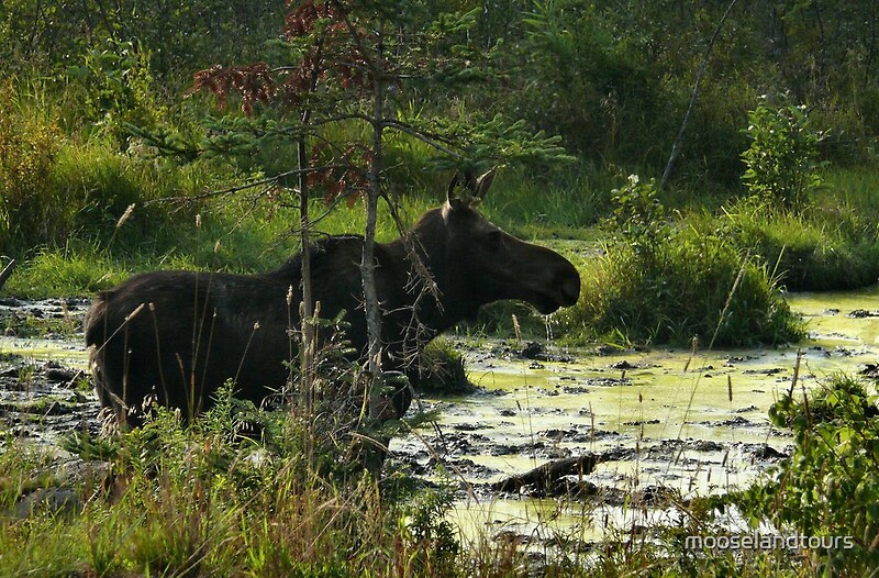 "Cow Moose In Bog" by mooselandtours | Redbubble