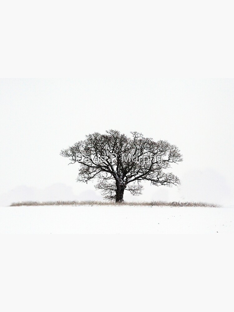 "winter tree" Poster by DavidRMurphy | Redbubble
