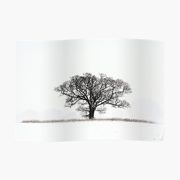 "winter tree" Poster by DavidRMurphy | Redbubble