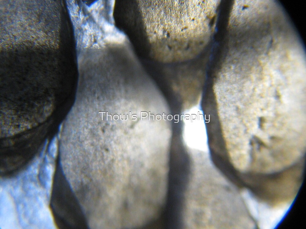 "Snake skin under a microscope" by Thow's Photography | Redbubble