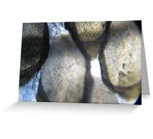 "Snake skin under a microscope" by Thow's Photography | Redbubble