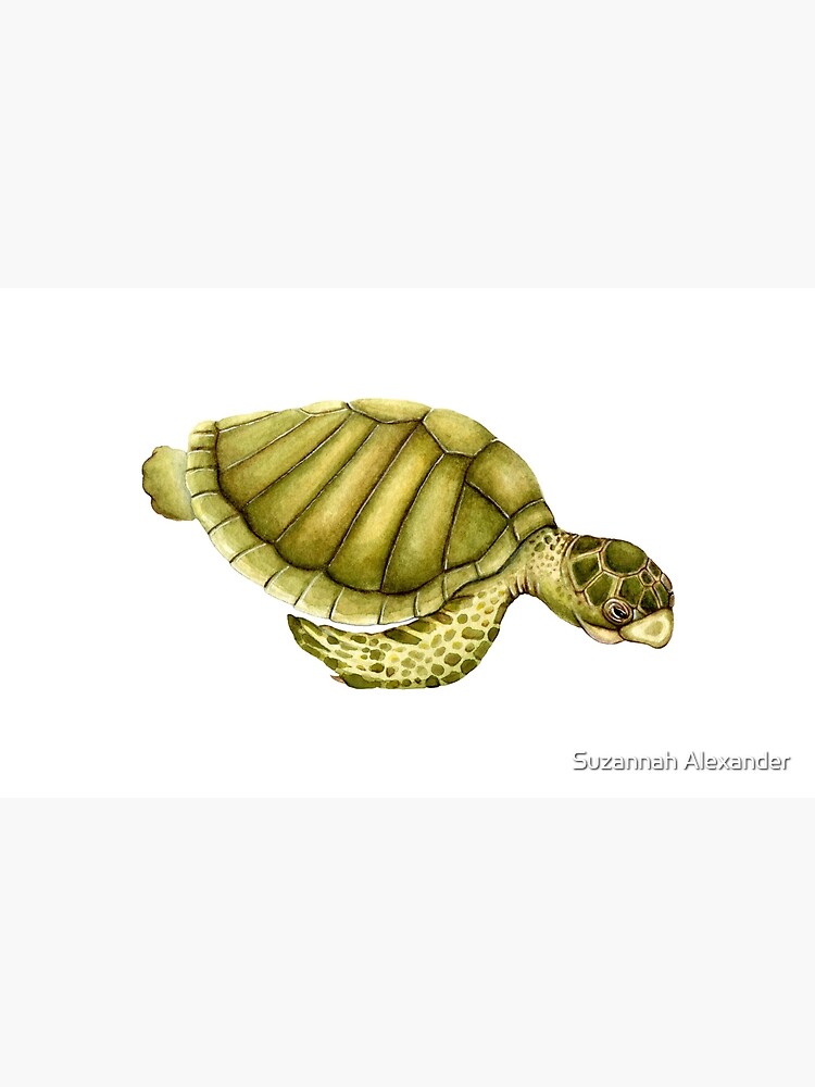 "Olive Ridley Sea Turtle" Art Print by suzalexand | Redbubble