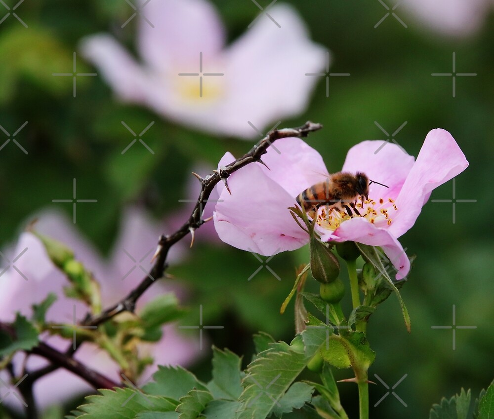 "Bees, Thorns and Wild Roses" by Alyce Taylor | Redbubble