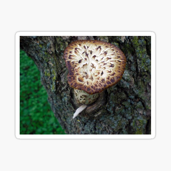 "Baby Dryad" Sticker for Sale by mikeymadness | Redbubble