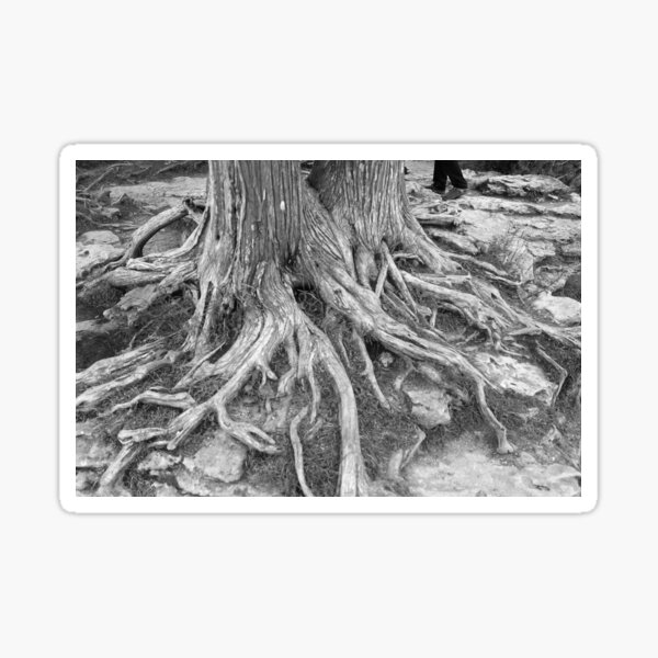 "Tree Roots" Sticker for Sale by Susiesphotos | Redbubble