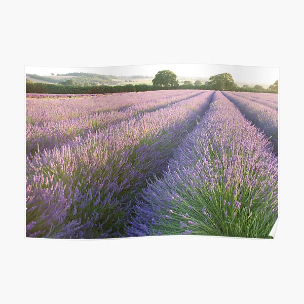 Lavender Posters | Redbubble