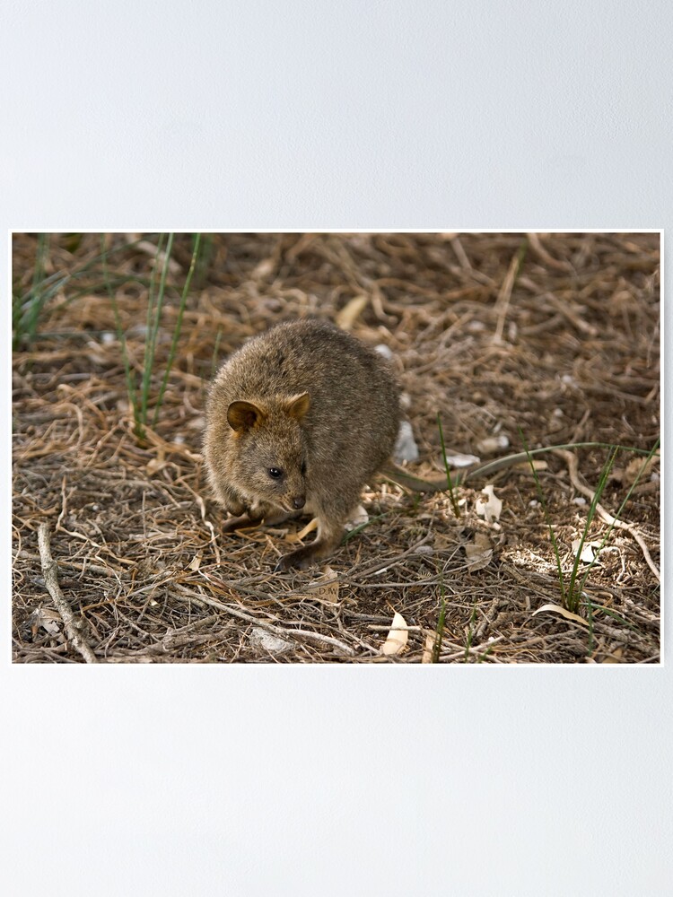 "Quokka" Poster by davejw | Redbubble