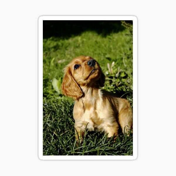 "Cute Cocker Spaniel Puppy " Sticker by kristiART | Redbubble