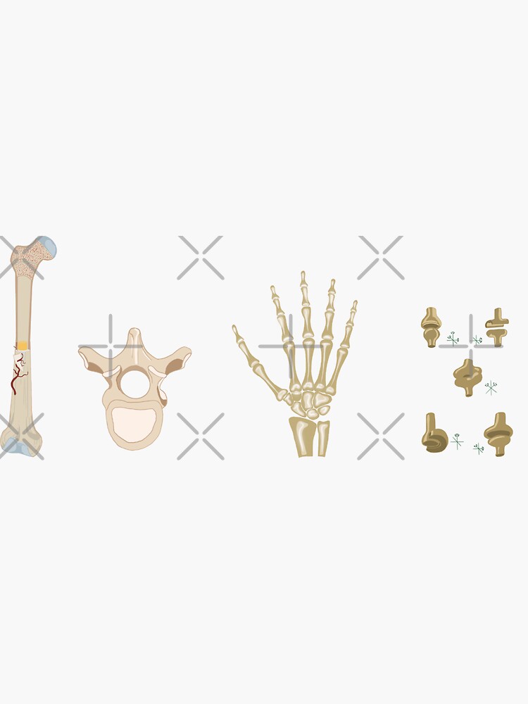 "Bone Anatomy Physiotherapy Orthopedics" Sticker for Sale by carries ...