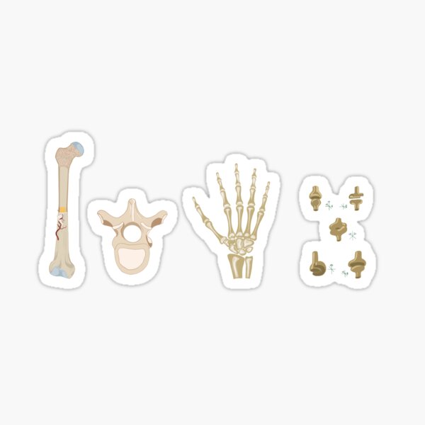 "Bone Anatomy Physiotherapy Orthopedics" Sticker for Sale by carries ...