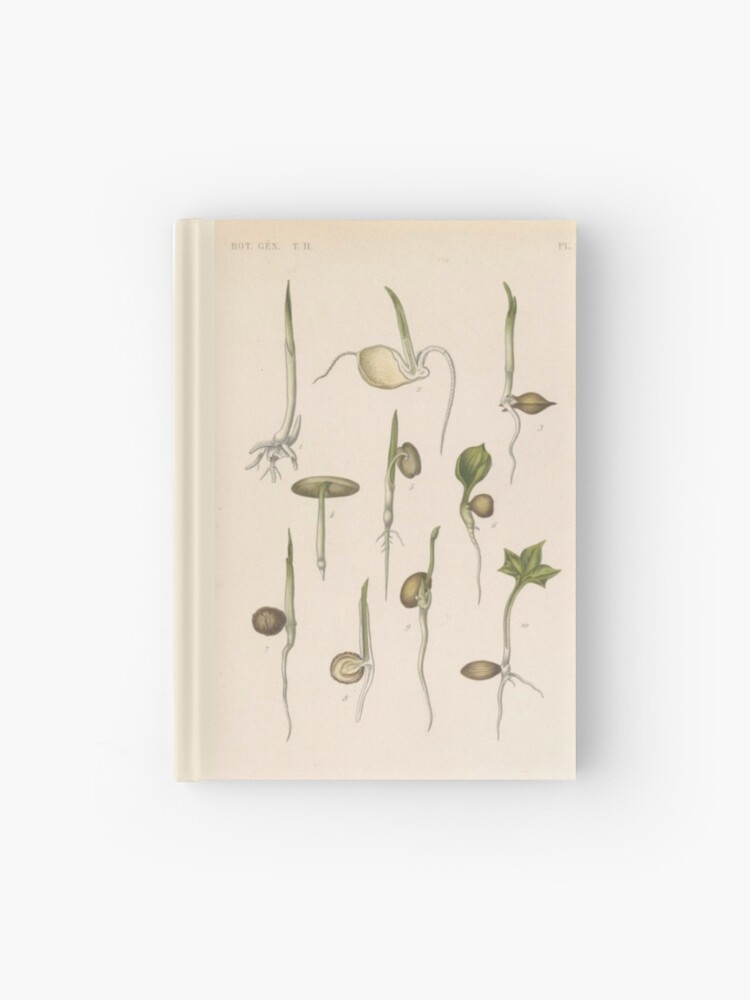 Seed Sprouting Illustration
