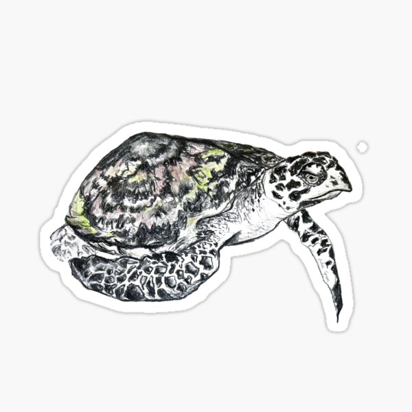 "Sea Turtle "Loggerhead"" Sticker by juliagreenb | Redbubble