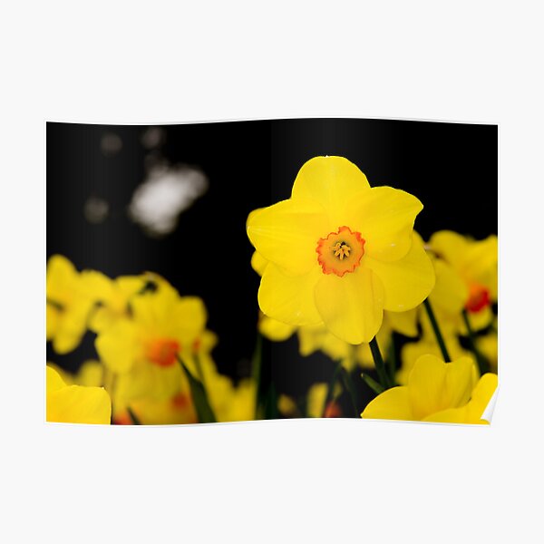 Daffodil Day Posters | Redbubble