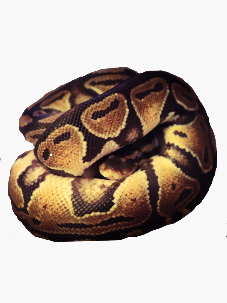 "Normal ball python" Sticker for Sale by opossumlover96 | Redbubble