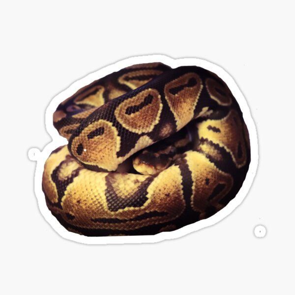 "Normal ball python" Sticker for Sale by opossumlover96 | Redbubble