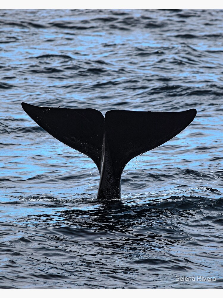 "orca fluke" Art Print for Sale by savagerman | Redbubble