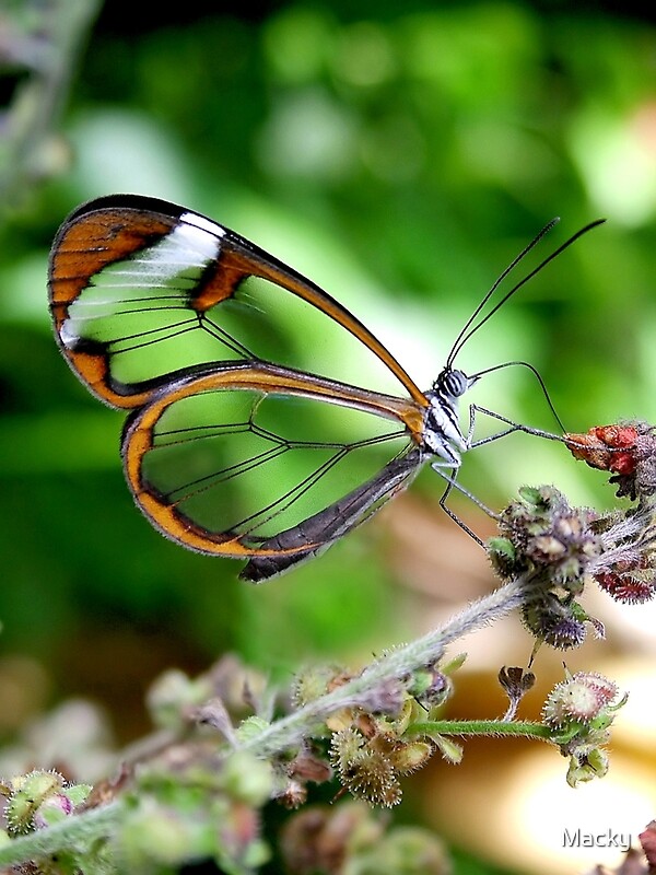 "Glasswing Butterfly" by Macky | Redbubble