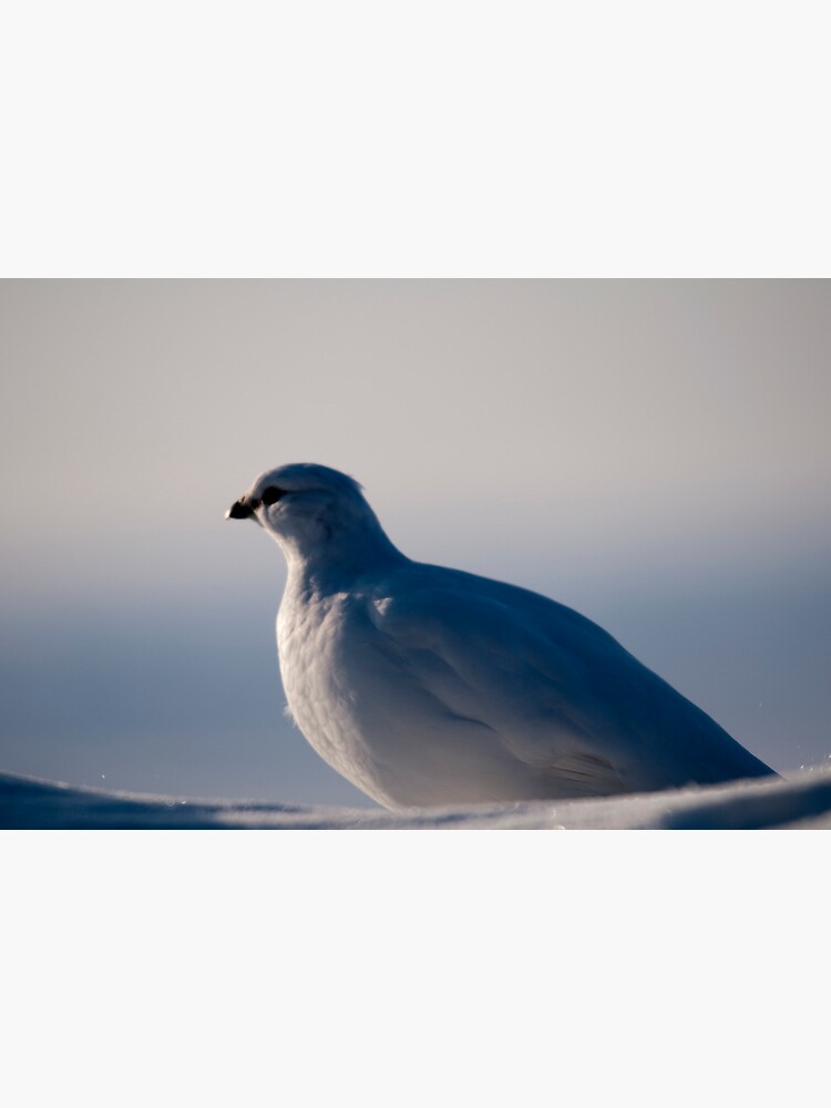 "The Arctic Chicken (Aka the ptarmigan)" Poster for Sale by ...