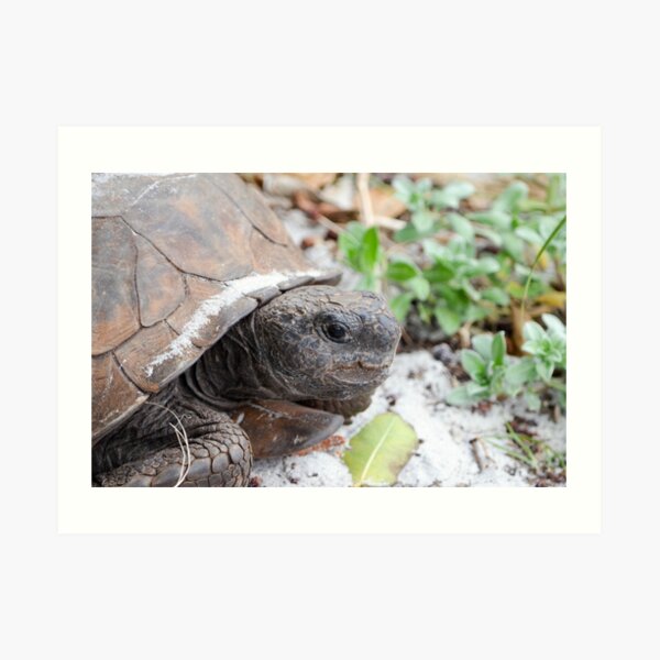 "Gopher Tortoise" Art Print for Sale by Jeanie93 | Redbubble