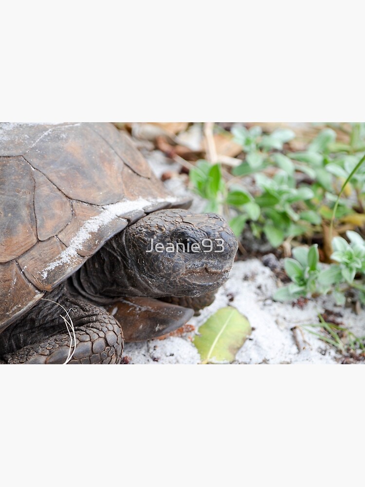 "Gopher Tortoise" Art Print for Sale by Jeanie93 | Redbubble