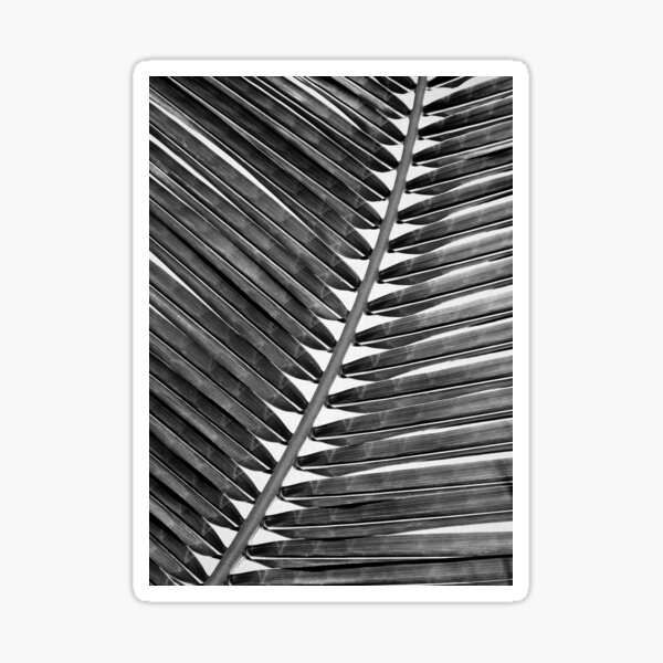 "Palm Leaf 2 - Black & White" Sticker by galdesign | Redbubble