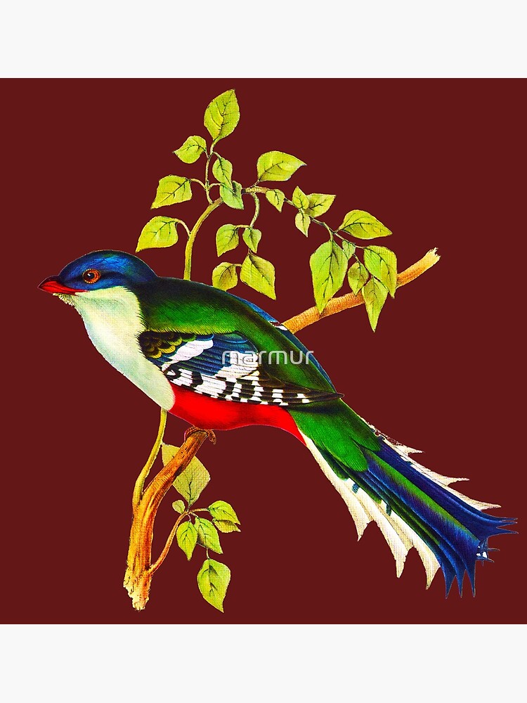"Illustration of The Cuban trogon or tocororo" Art Print by marmur ...