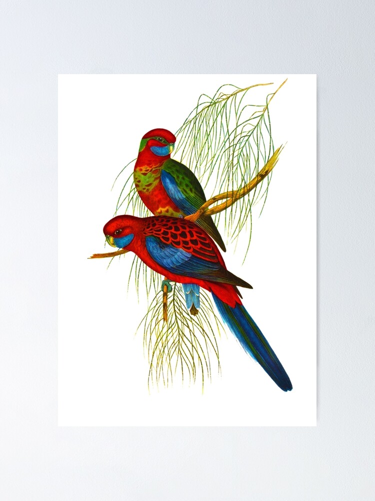 " The Adelaide rosella" Poster for Sale by marmur | Redbubble