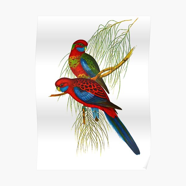 " The Adelaide rosella" Poster for Sale by marmur | Redbubble