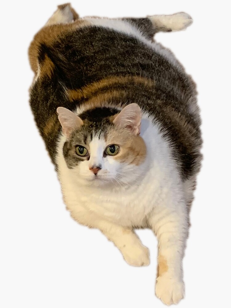 "Miss B Begging" Sticker for Sale by luvabunny | Redbubble