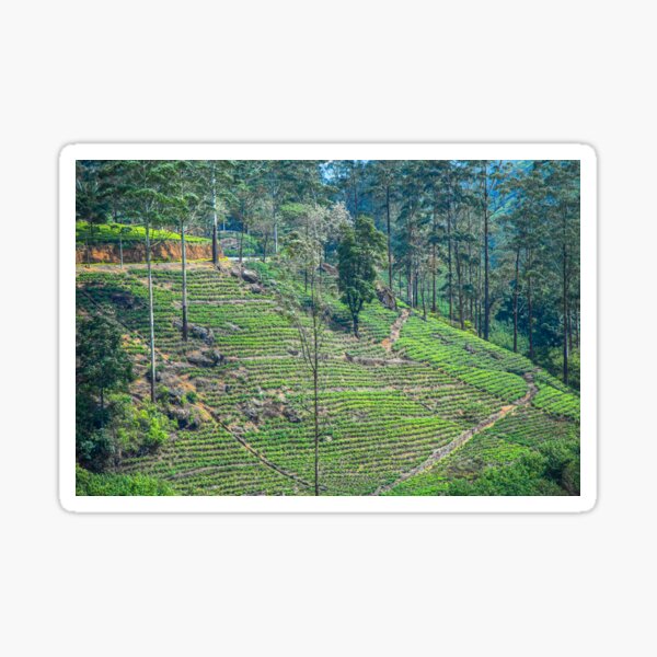 "Sri Lanka. Countryside. Ceylon Tea Plantation." Sticker for Sale by ...
