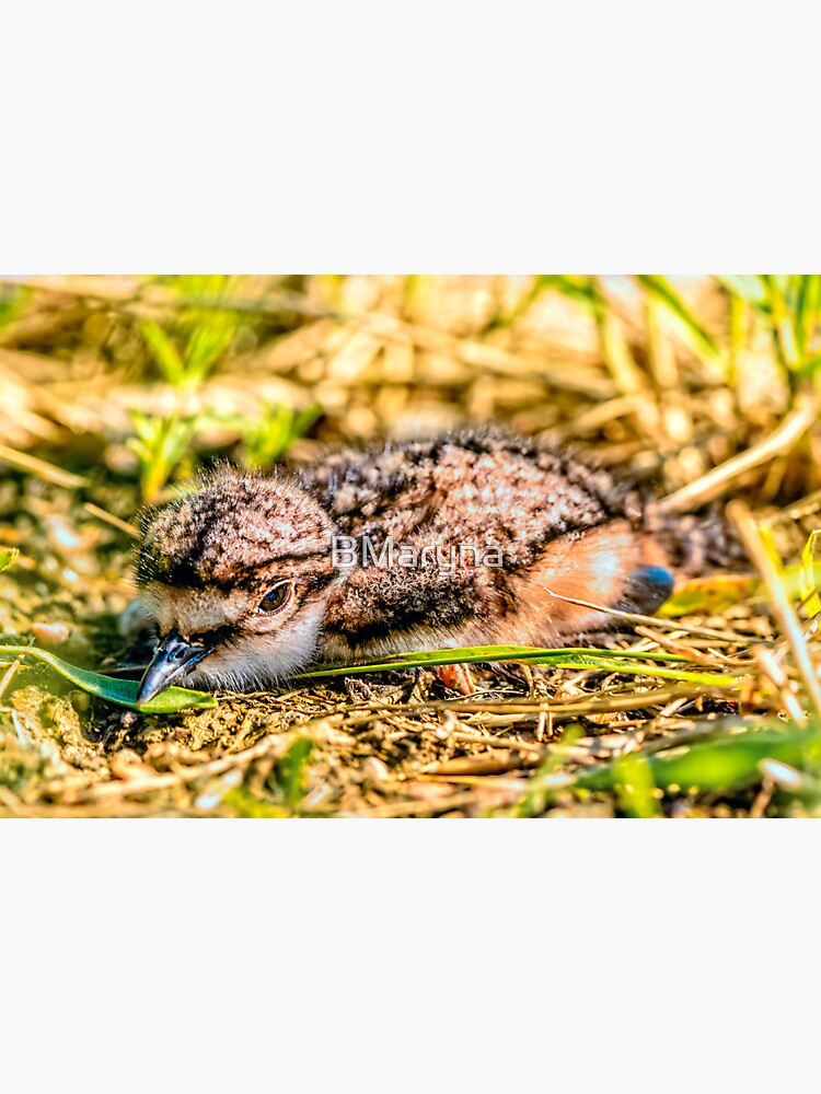 "Sad chick" Sticker for Sale by BMaryna | Redbubble