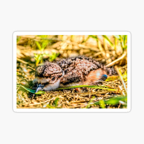 "Sad chick" Sticker for Sale by BMaryna | Redbubble