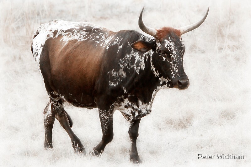 "Nguni cow artwork" by Peter Wickham | Redbubble