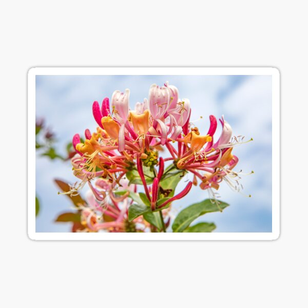 "Honeysuckle" Sticker for Sale by Femaleform | Redbubble