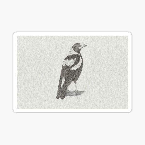 "Australian Magpie" Sticker by AmazingCorn | Redbubble