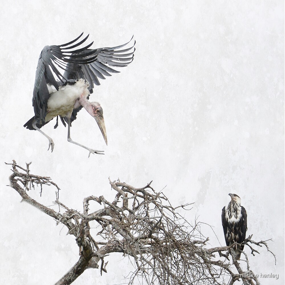 "Marabou stork and African hawk eagle" by nadine henley | Redbubble