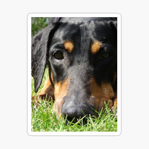 "Head Down" Sticker for Sale by EvaTheDoberman | Redbubble