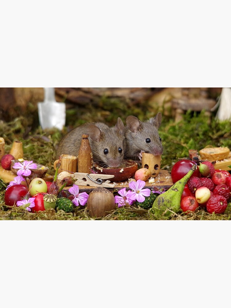 "George the mouse in a log pile house - meal for two" Photographic ...