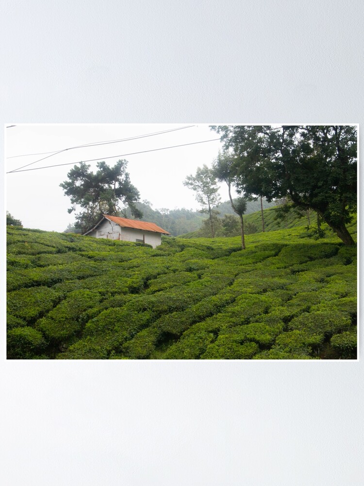 "Munnar Tea Plantations" Poster for Sale by cait-j | Redbubble