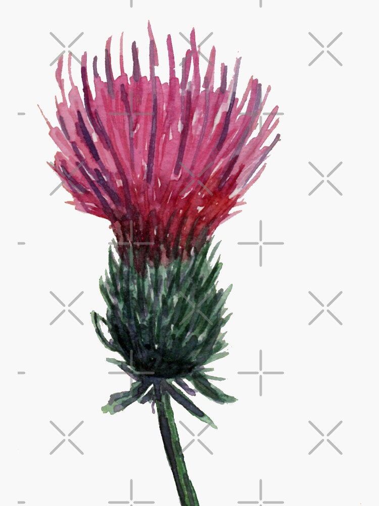 "Field Thistle" Sticker for Sale by Indigoego | Redbubble