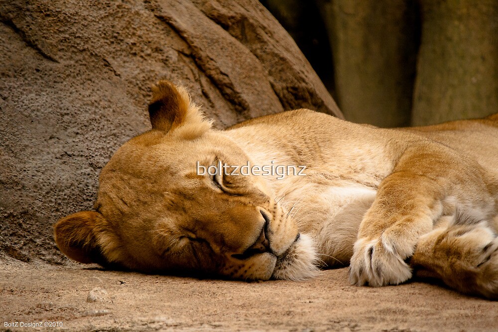 Mother Lion Sleeping Lioness